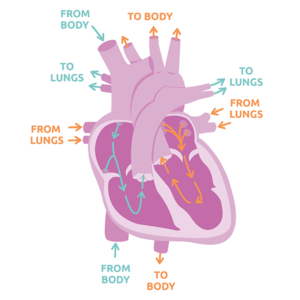 Module One: Understanding Your Diagnosis – myactioneducation.org